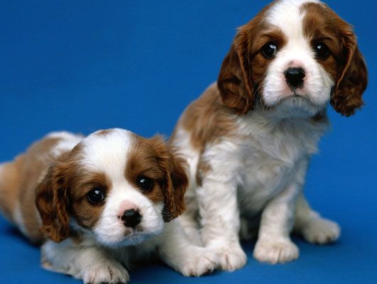 En verano, muchos españoles cuidan las mascotas de sus amigos y familiares