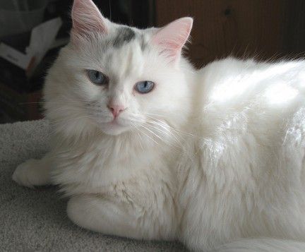 El Angora Turco, una bella raza de gatos