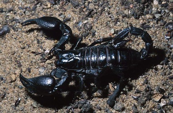 Consejos para cuidar de tu escorpión emperador