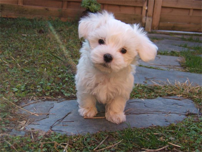 Bichón Maltés | Animals Cuckys