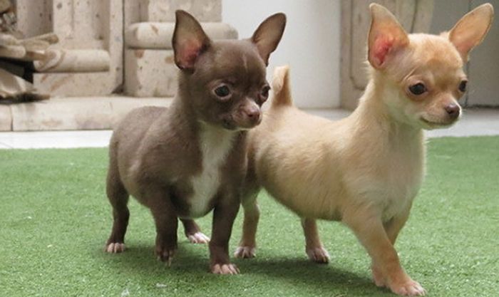 Perro Chihuahua, una pequeña gran raza de perro