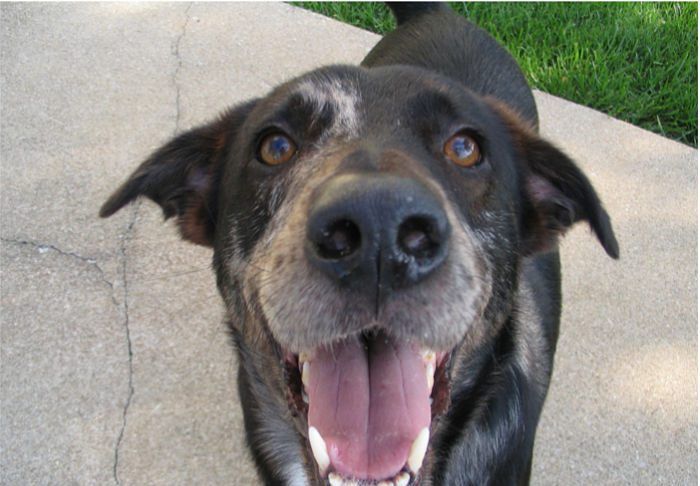 MundoMascota.net - Perros, gatos, conejos, pájaros ...